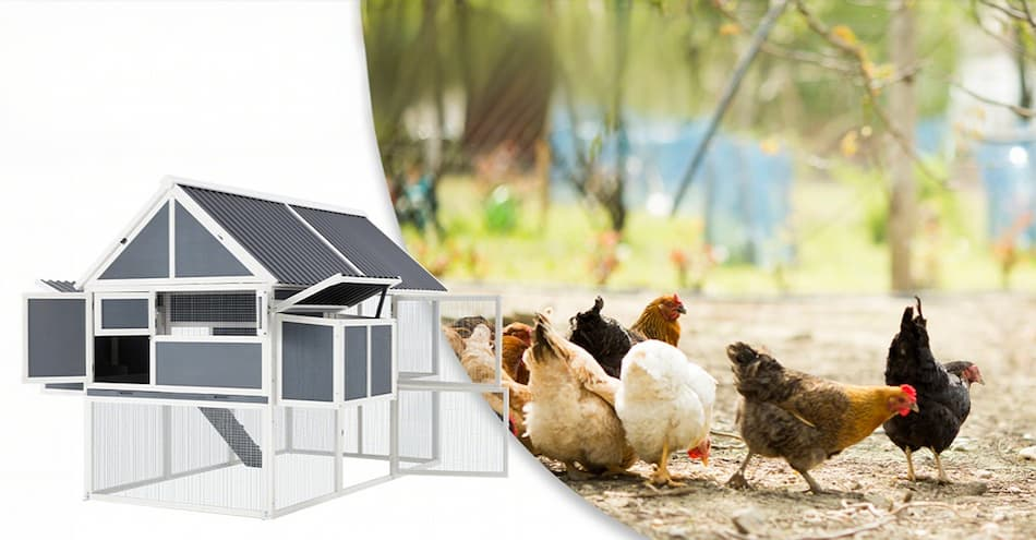 How to Create the Perfect Backyard for Raising Chickens – YODOLLA
